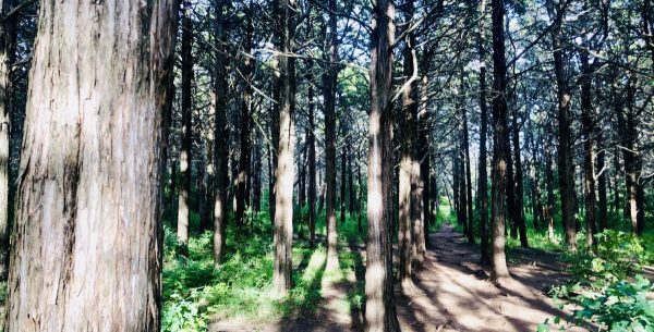 Hiking Wichita Mountains: The Parallel Forest - Chloe Gee