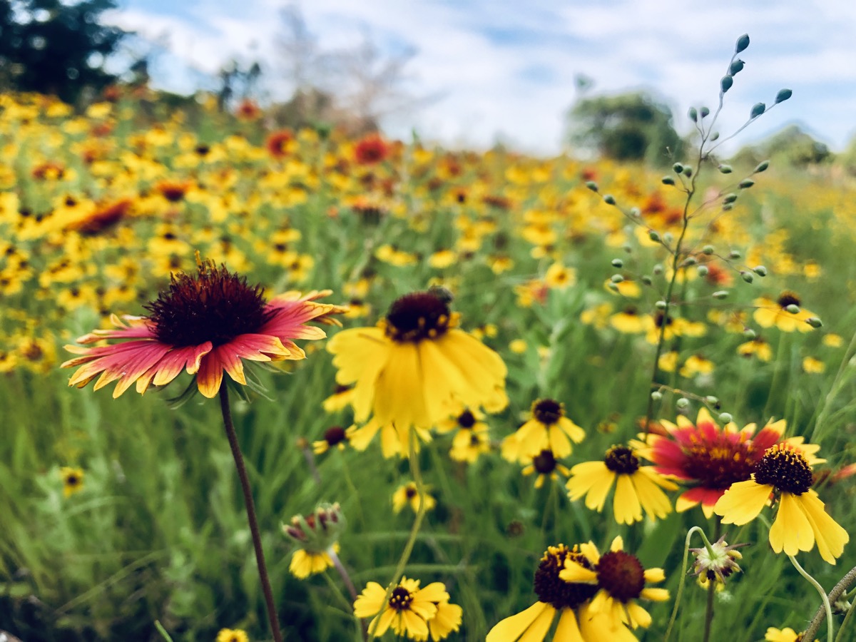 Hiking Wichita Mountains: The Parallel Forest - Chloe Gee